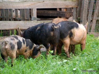 8 Pig Diseases the Small Producer Should Know - Countryside